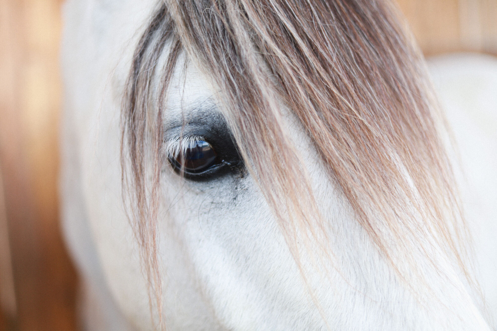 Horse Body Language: Relaxation vs. Calming Signals Explained