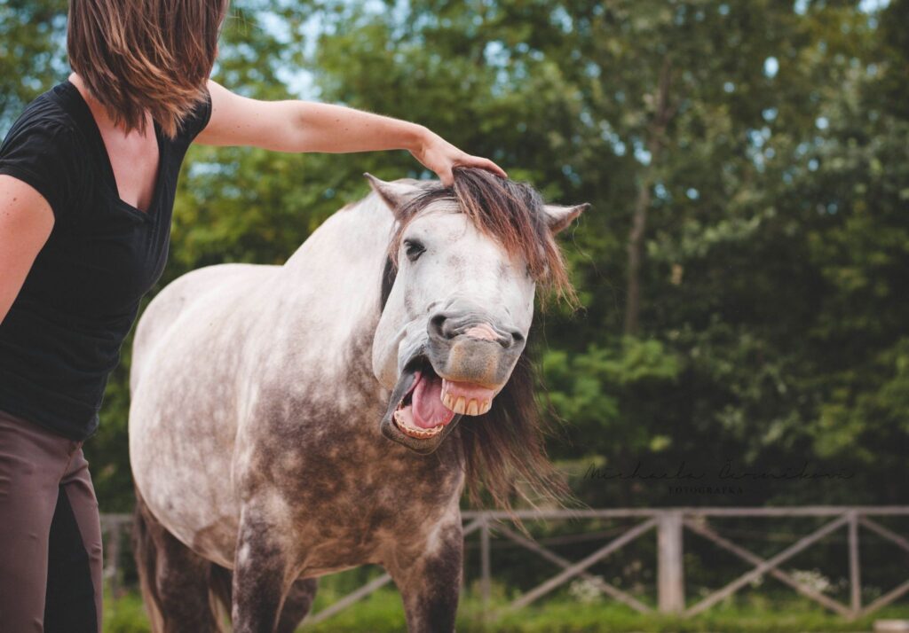 Horse Body Language: Relaxation vs. Calming Signals Explained