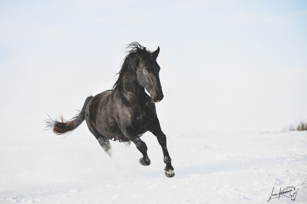 Horse Body Language: Relaxation vs. Calming Signals Explained