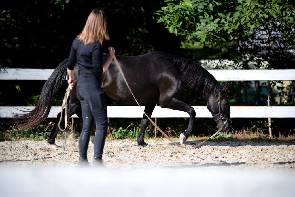 Horse Body Language: Relaxation vs. Calming Signals Explained
