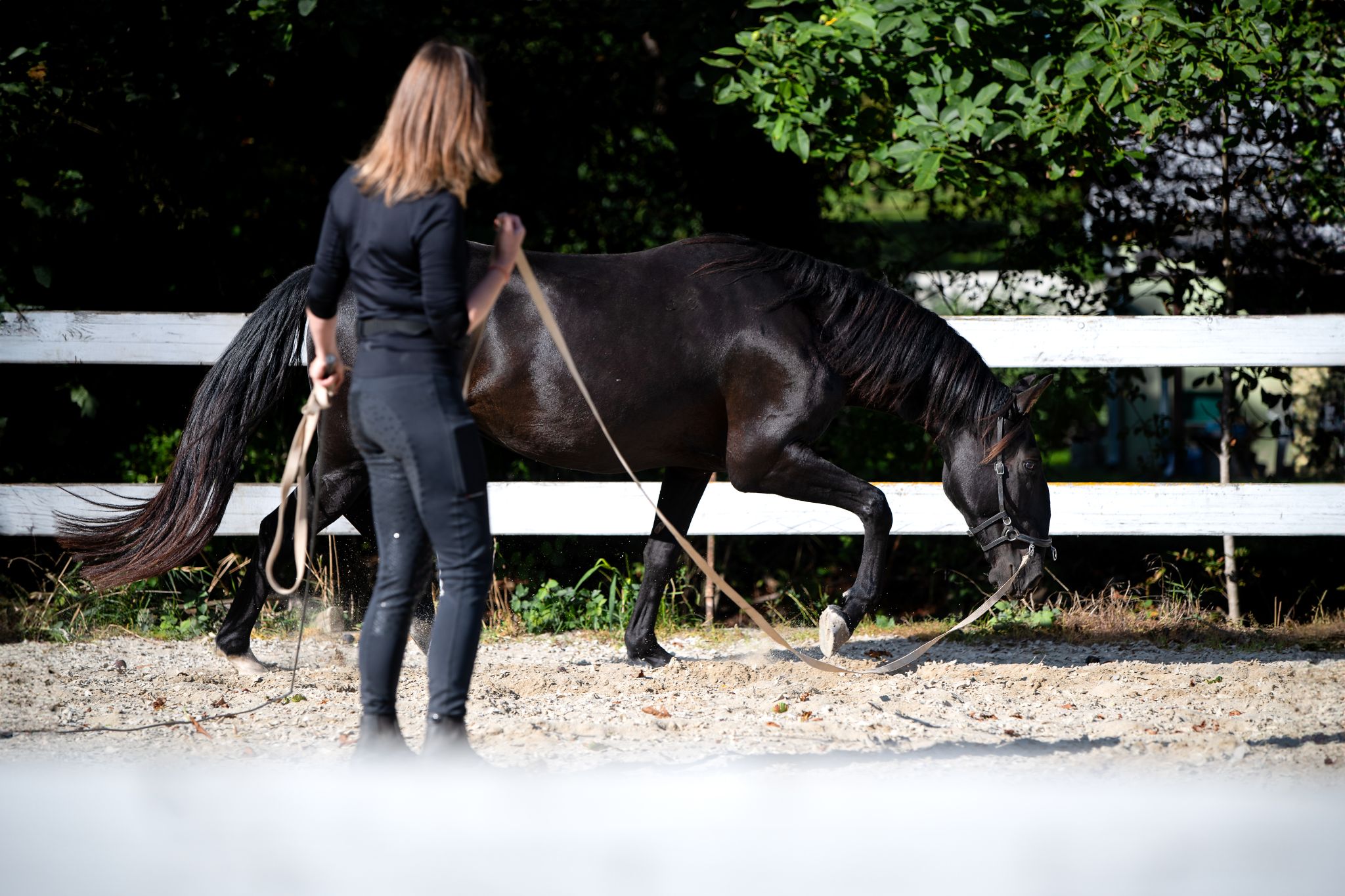 Ten Commandments for Working (Not Only) with Young Horses | Awakened ...