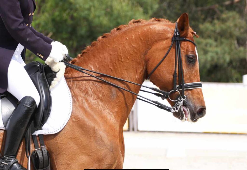 Horse Body Language: Relaxation vs. Calming Signals Explained