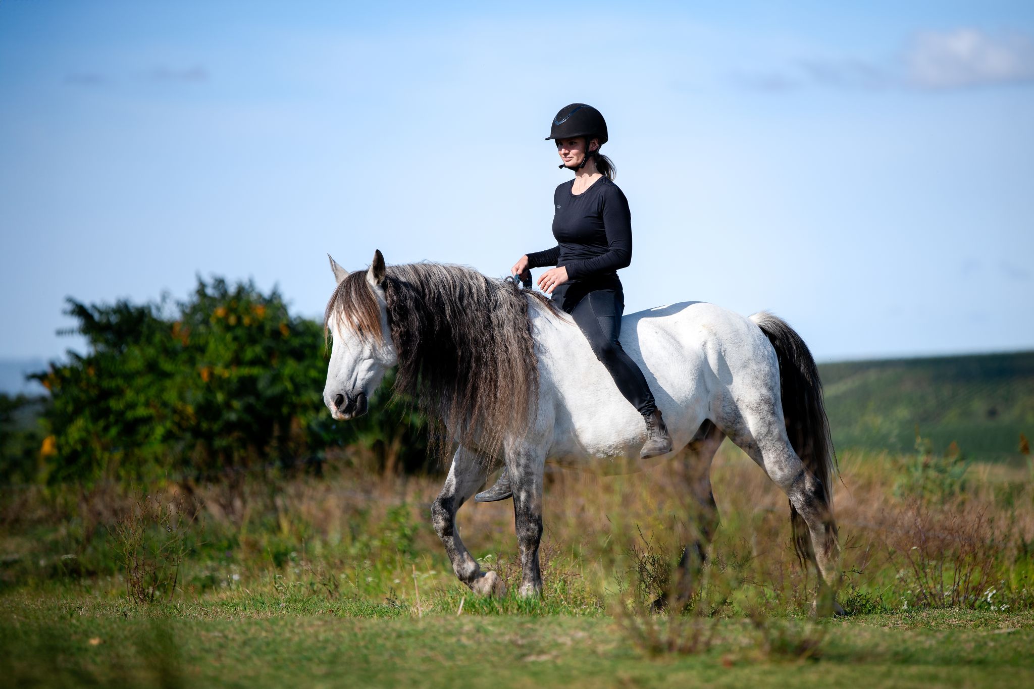 Horse Body Language: Relaxation vs. Calming Signals Explained